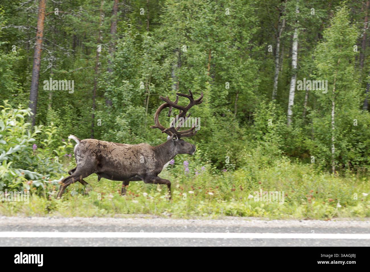 Reindeer running on the side of the road in the green forest. Finland ...
