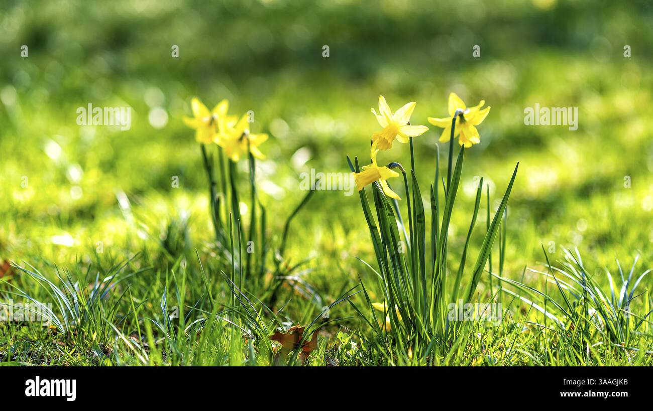 Spring daffodils bloom in hi-res stock photography and images - Alamy