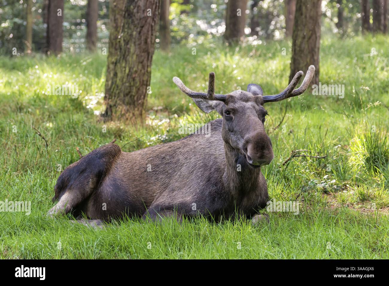 Moose sweden antlers hi-res stock photography and images - Alamy