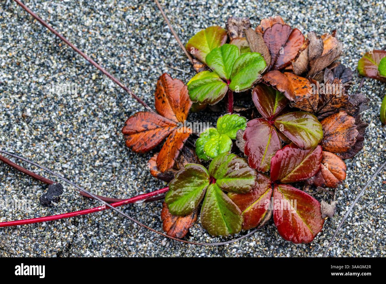 Pacific Beach Strawberry, Fragaria chiloensis, on Gold Bluffs Beach ...