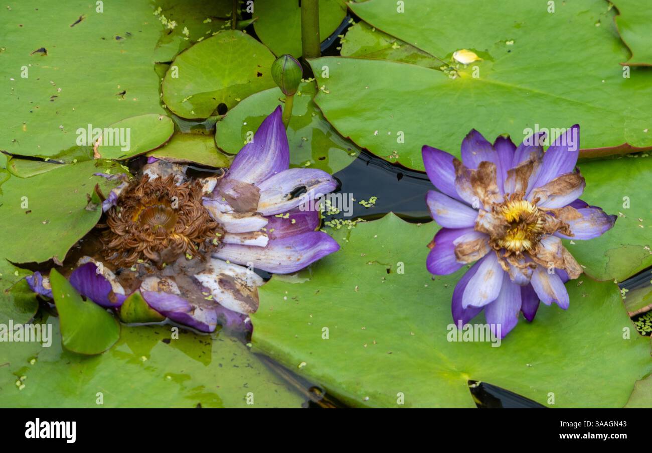Dead and dying water lily flowers in the pond amongst fresh green lily ...