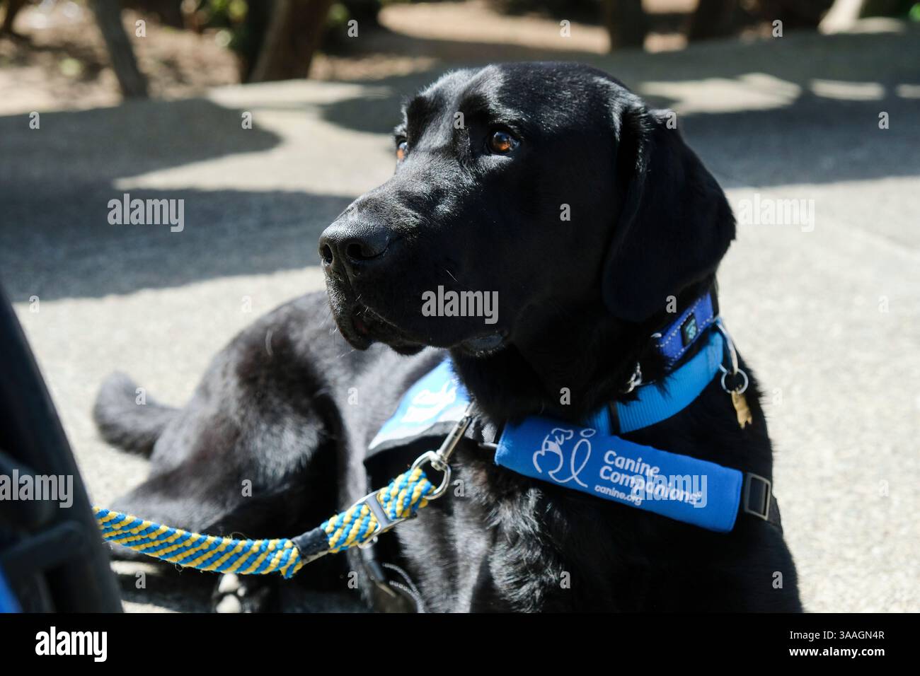 Artemis, a service dog, is seen by the wheelchair of handler Benjamin ...