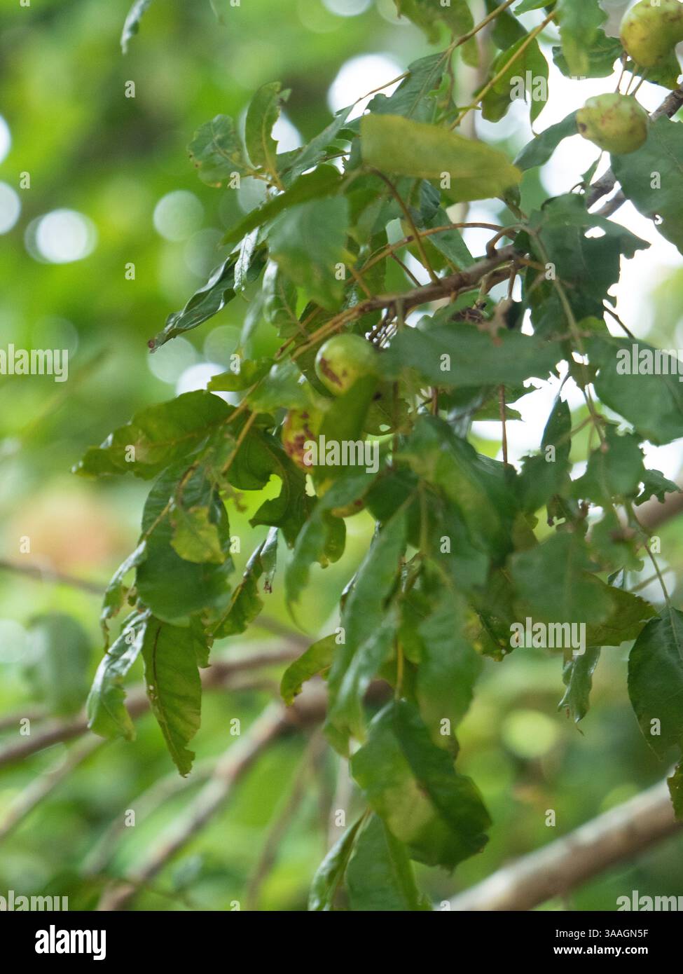 Guybalum hi-res stock photography and images - Alamy