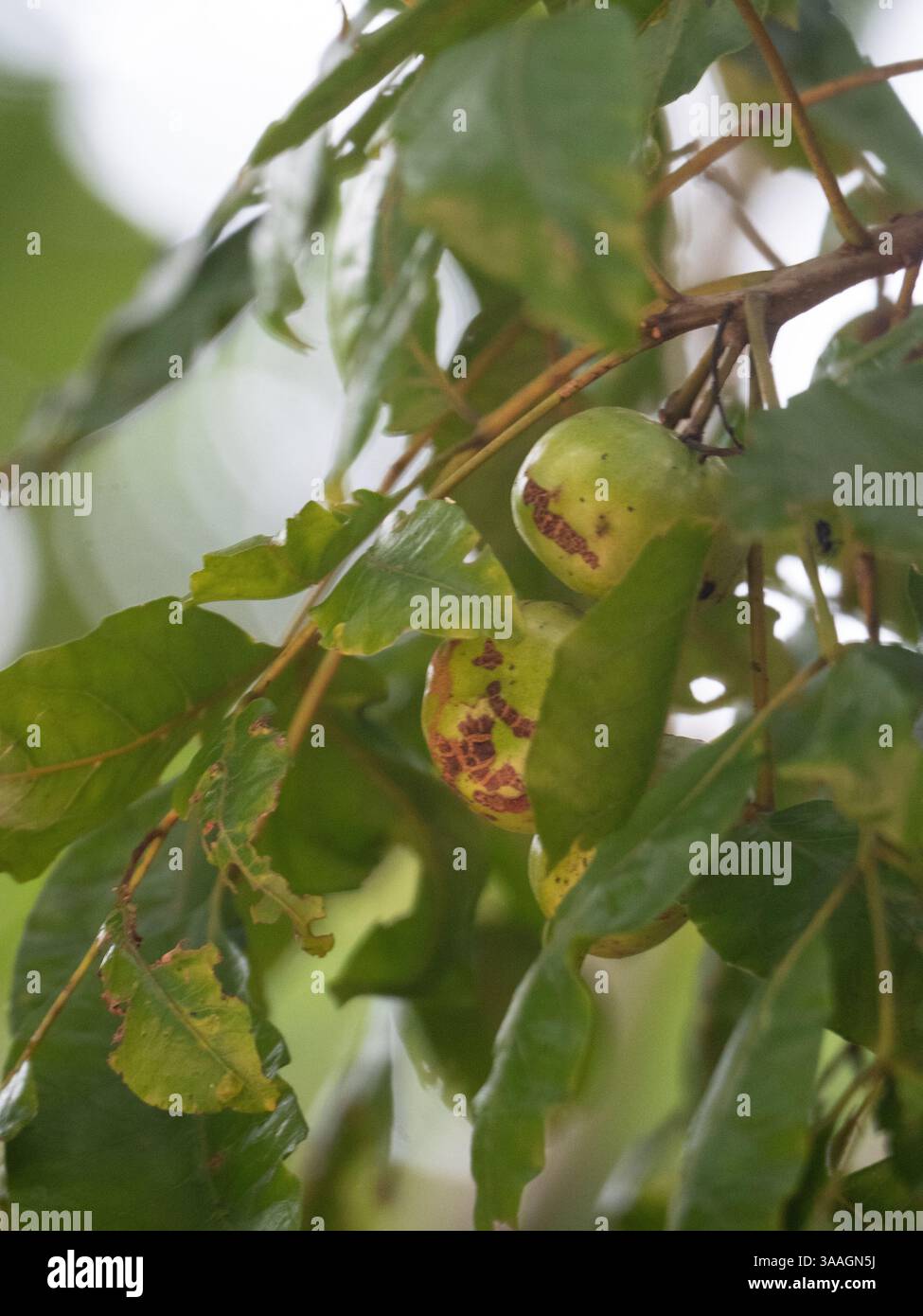 Green plum native fruit australia hi-res stock photography and images ...