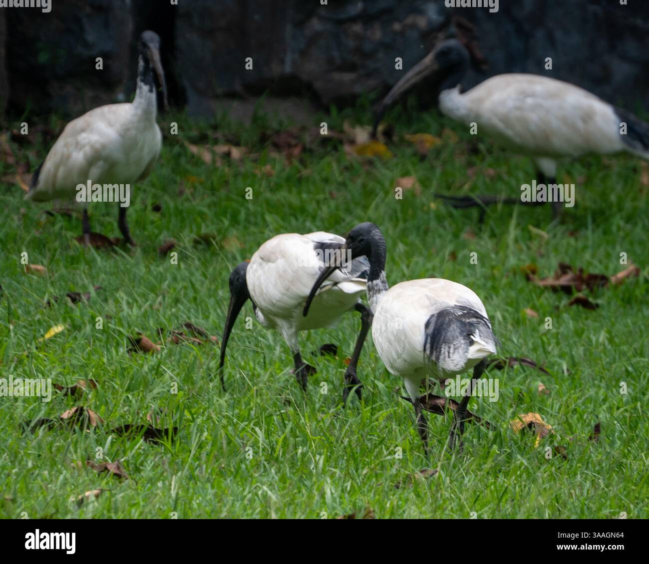 A small flock of birds Australian White Ibises walking around feeding ...