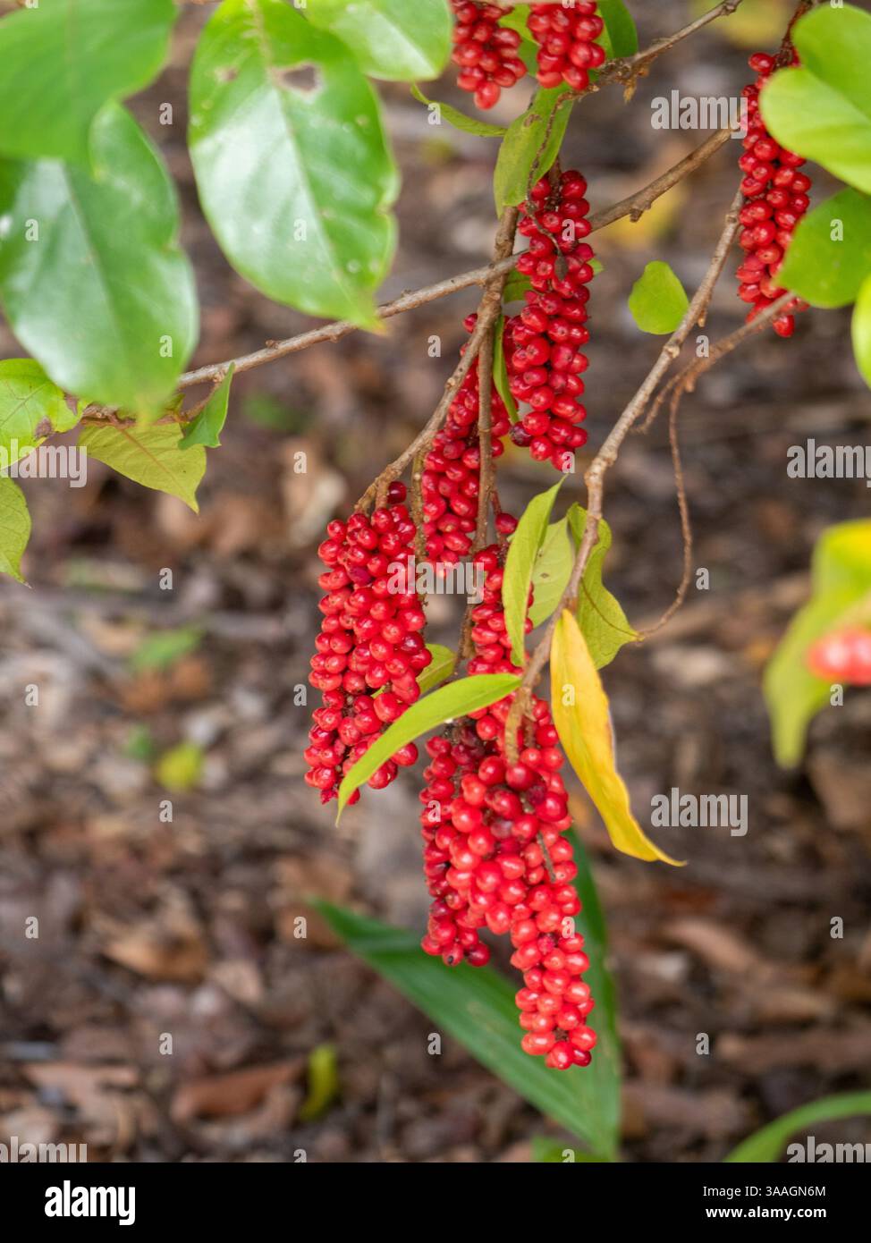 Bright red berries hanging down on a Currant or Wild Cherry tree ...