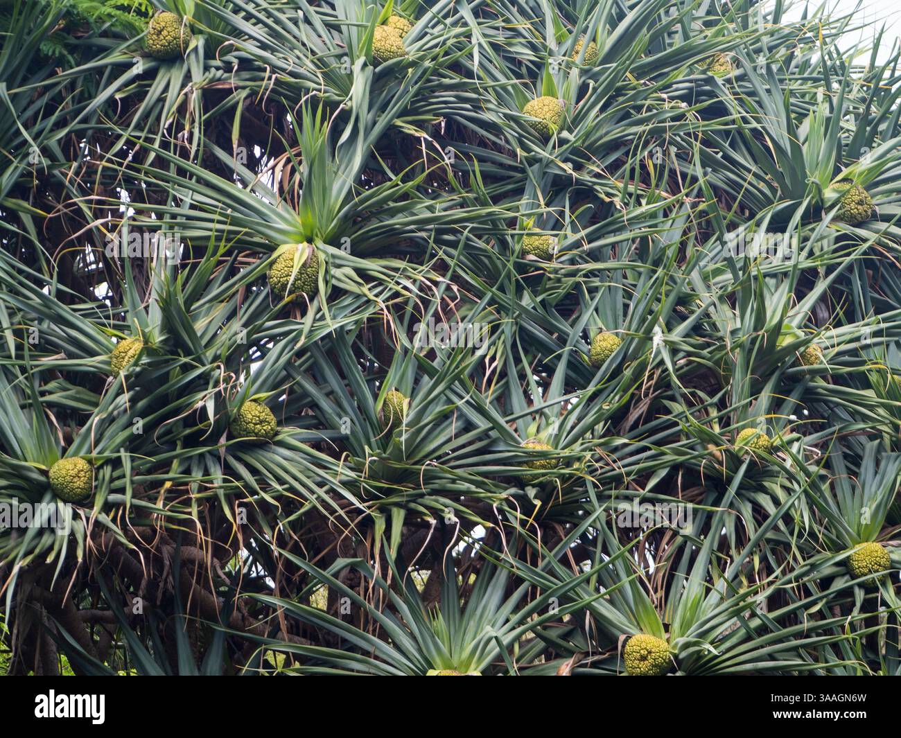 Pandanus Palm tree with an abundance of fruit and green sword-like ...