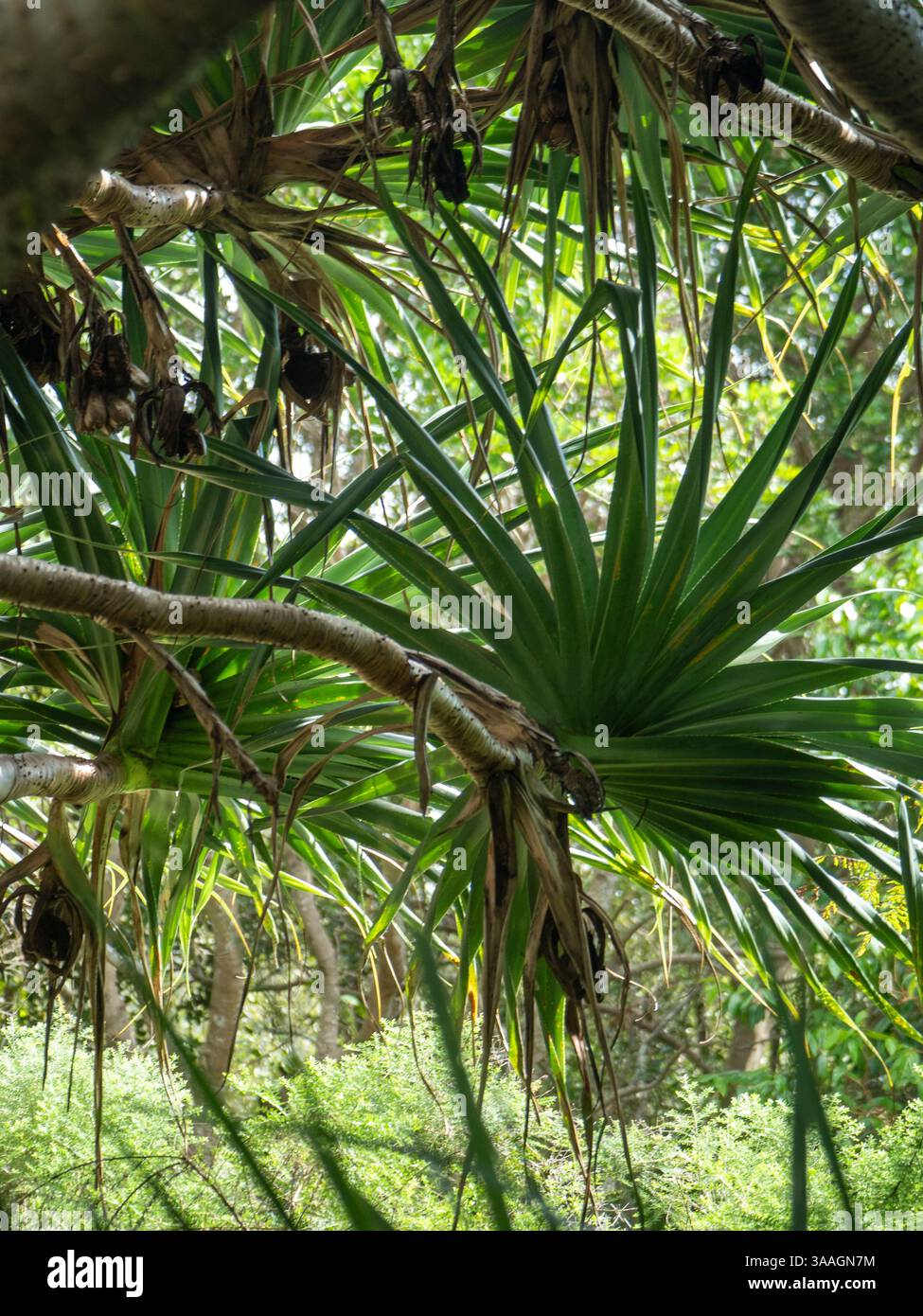 Pandanus Palm tree, sword-like green leaves fanned out from the end of ...