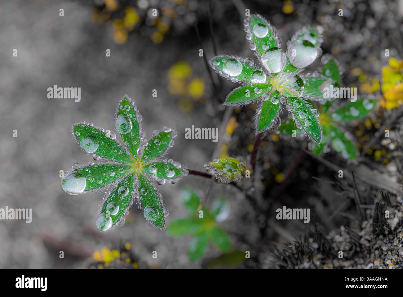 Lupine, Lupinus spp, leaves on a rainy day on Gold Bluffs Beach,Redwood ...