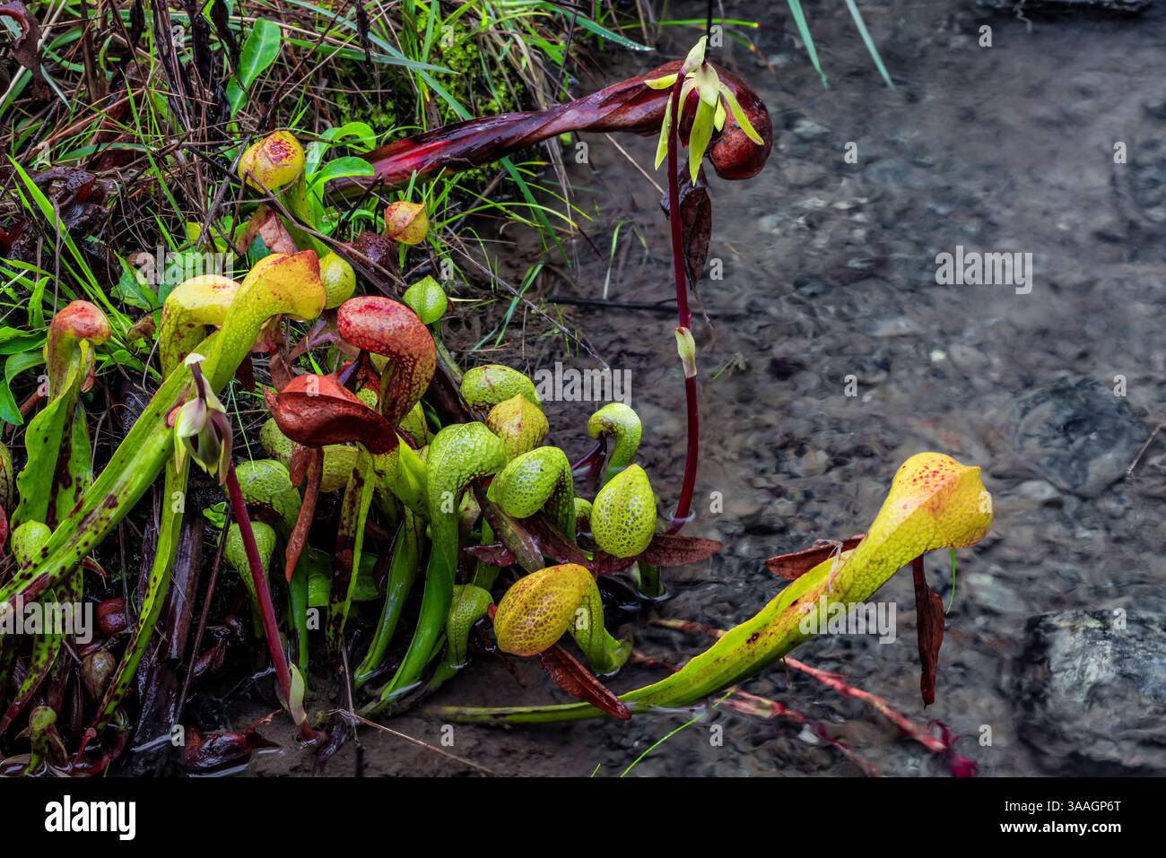 Cobra Lily, Darlingtonia californica, along Howland Hill Road in Smith ...