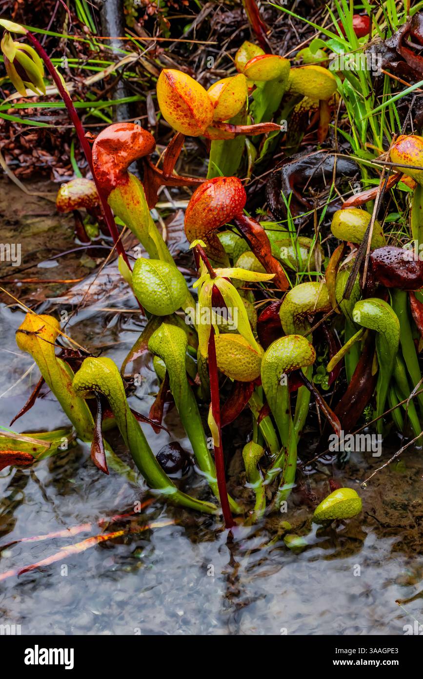 Cobra Lily, Darlingtonia californica, along Howland Hill Road in Smith ...