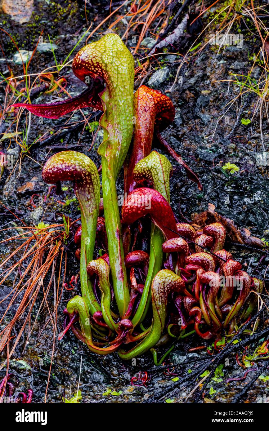 Cobra Lily, Darlingtonia californica, along Howland Hill Road in Smith ...