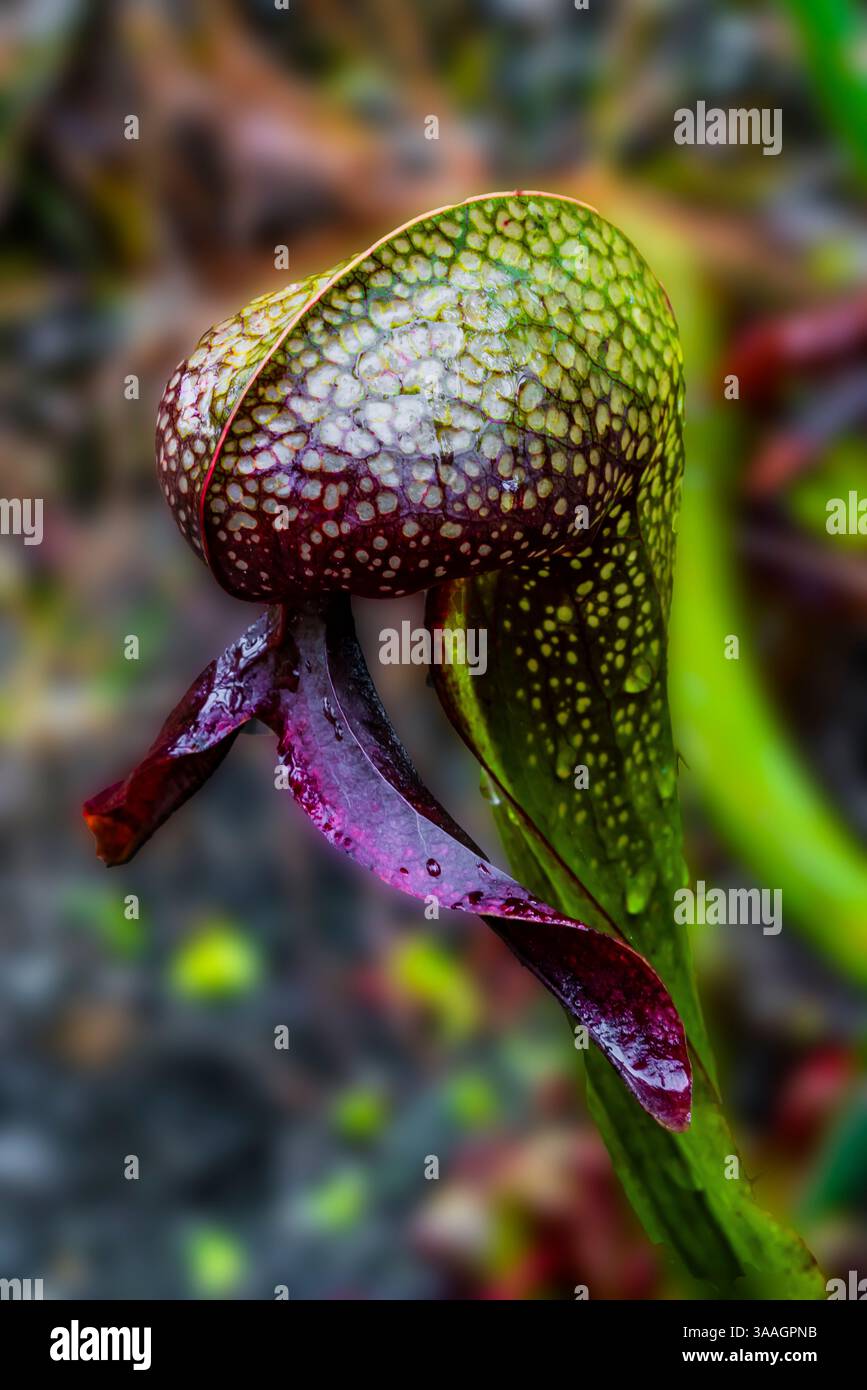 Cobra Lily, Darlingtonia californica, along Howland Hill Road in Smith ...
