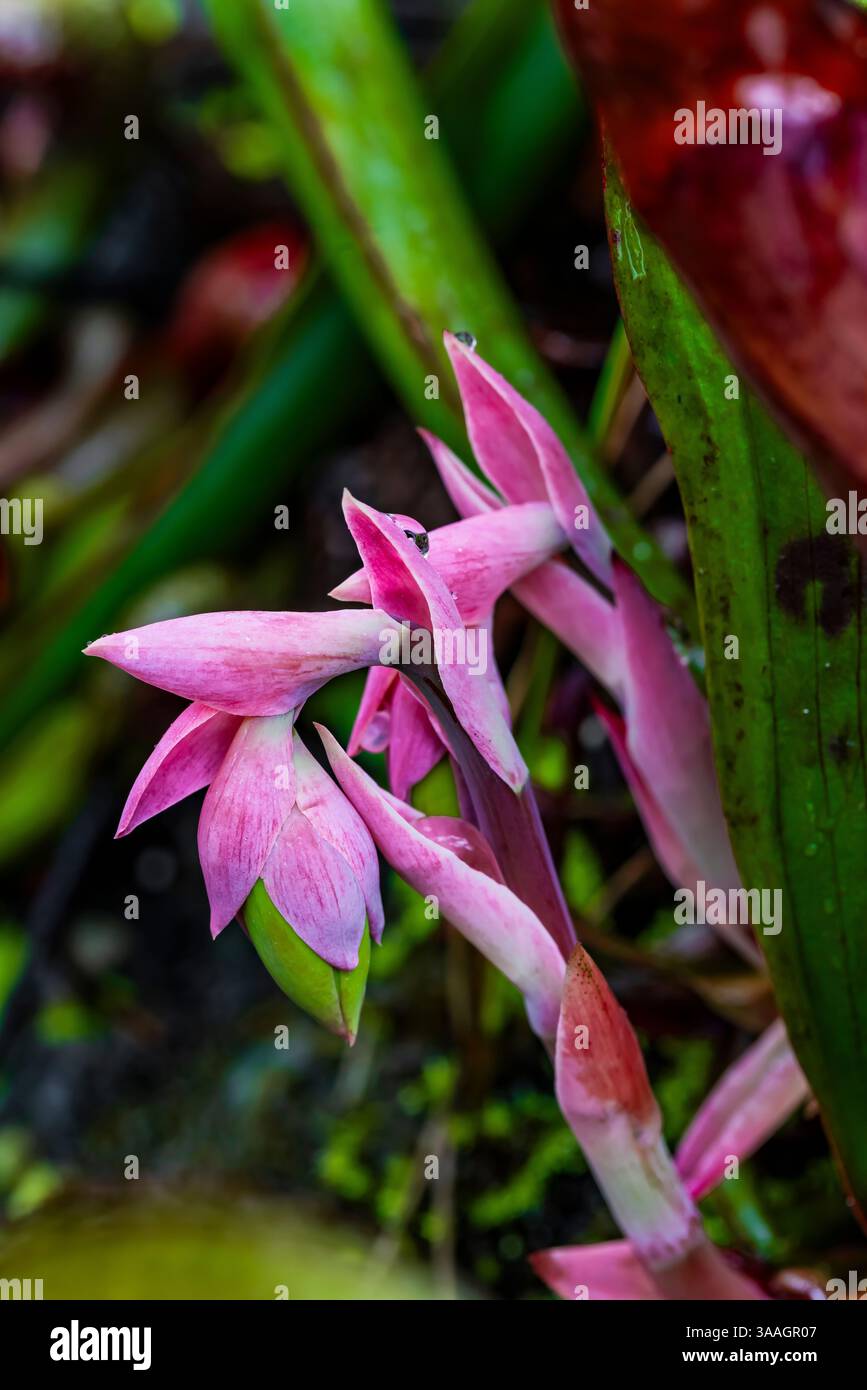 Cobra Lily, Darlingtonia californica, emerging flower stalks along ...
