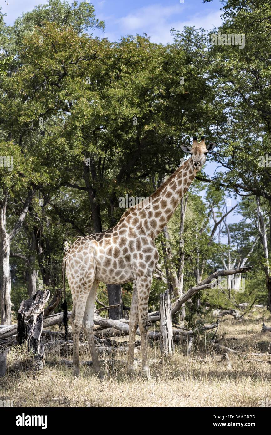 Southern giraffes (Giraffa giraffa) Moremi Game Reserve, Okavango Delta ...