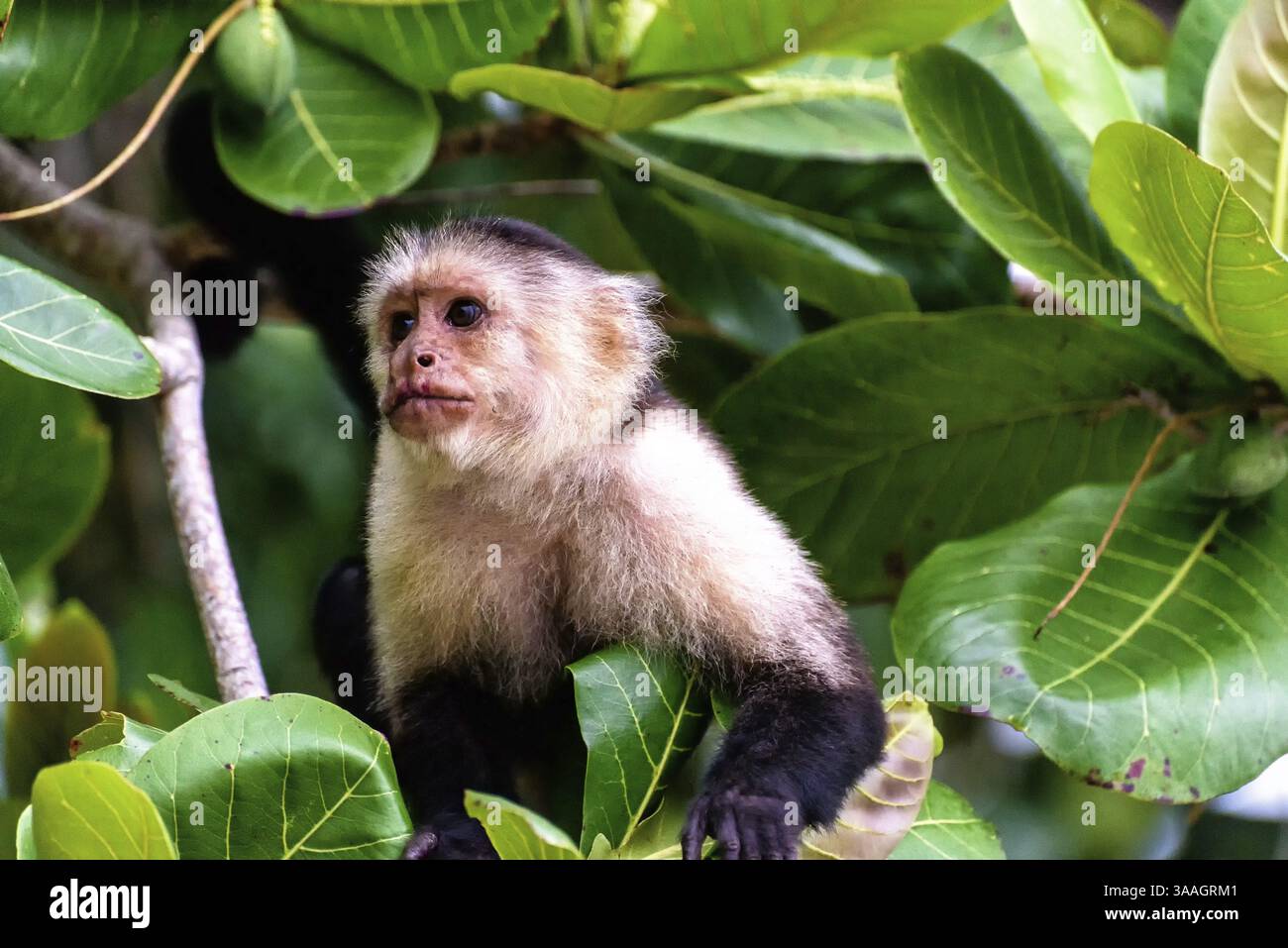 Cebu monkey in a tree in the jungle in Central America Stock Photo - Alamy