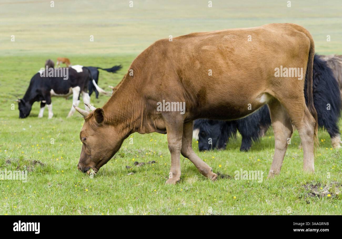 Brown horned cow grazing at green pasture Stock Photo - Alamy