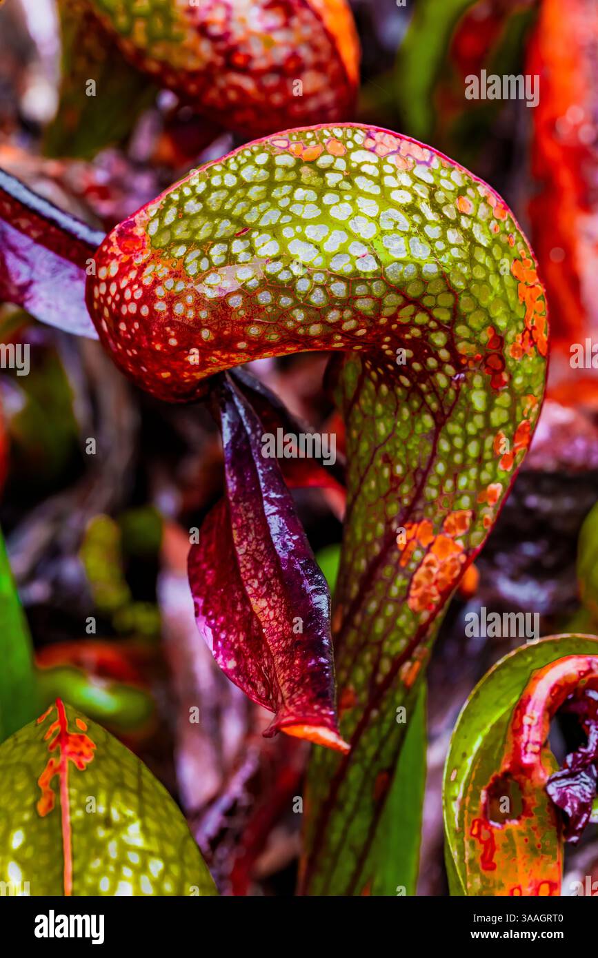 Cobra Lily, Darlingtonia californica, along Howland Hill Road in Smith ...