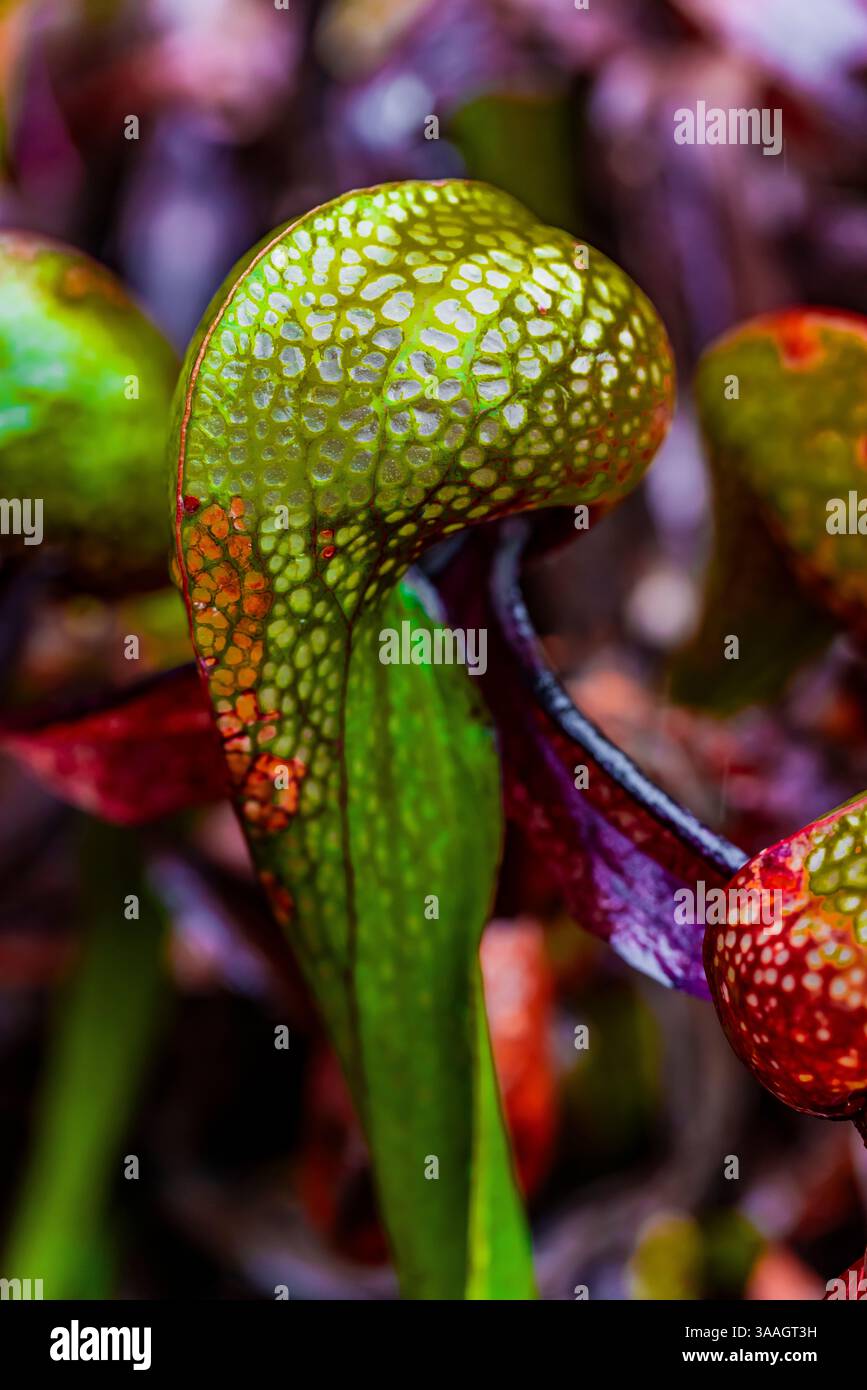 Cobra Lily, Darlingtonia californica, along Howland Hill Road in Smith ...