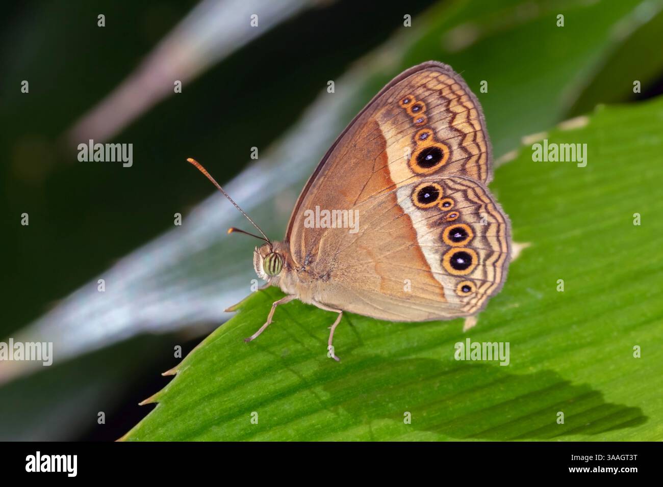 Australianbutterfly hi-res stock photography and images - Alamy
