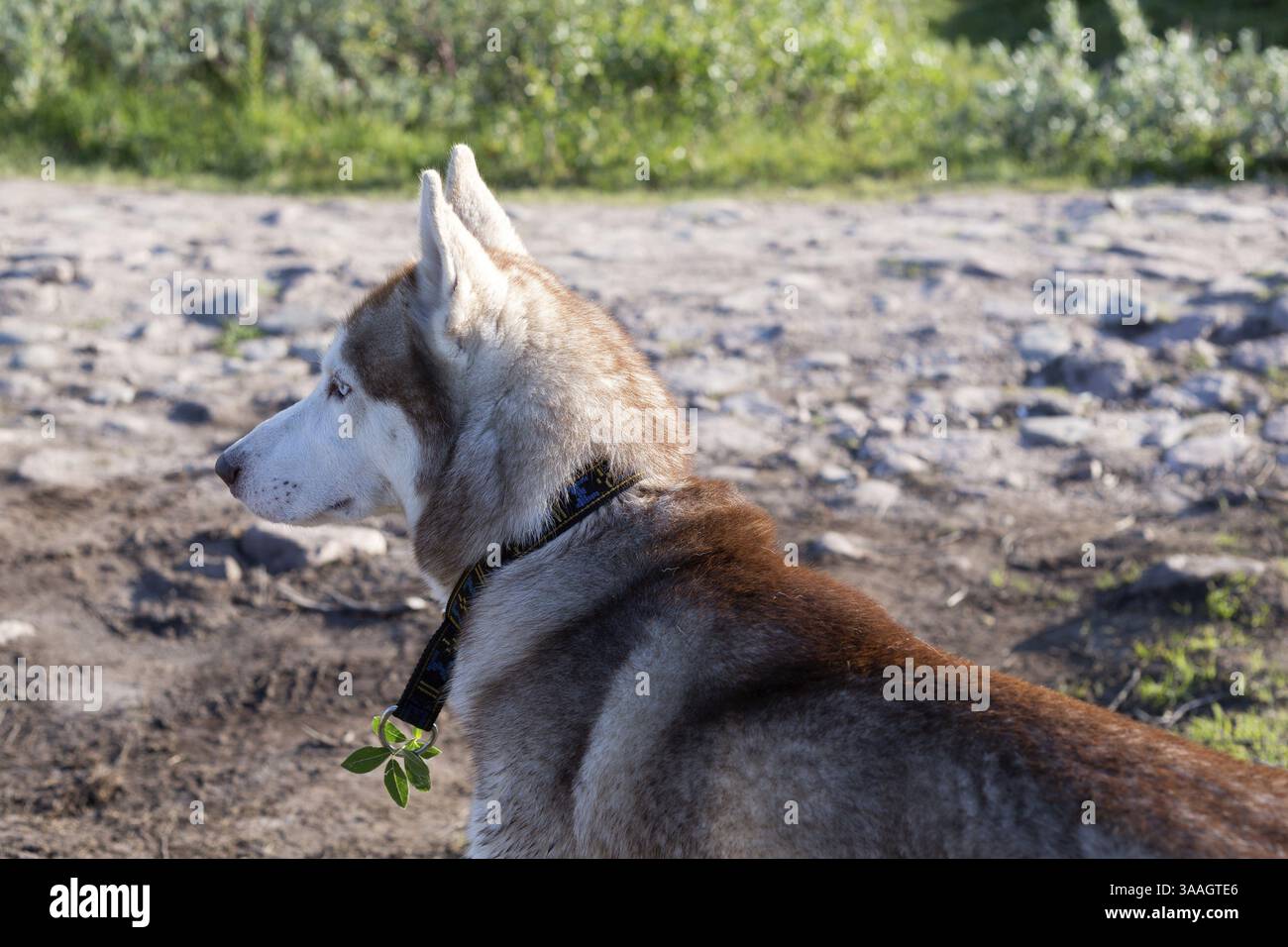 Husky dog portrait in profile on the nature Stock Photo - Alamy