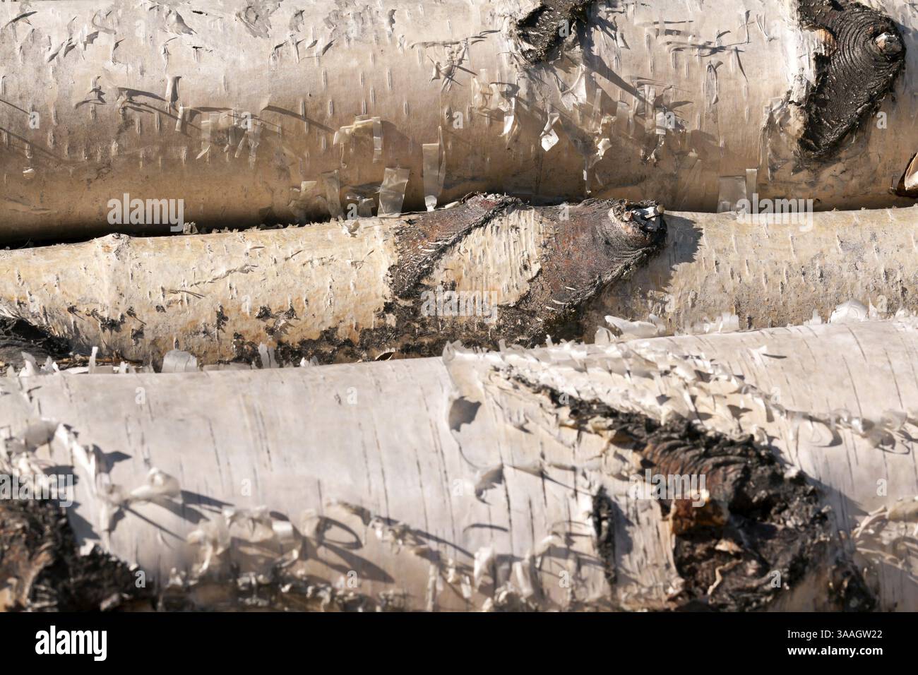 Three birch logs horizontally background Stock Photo - Alamy