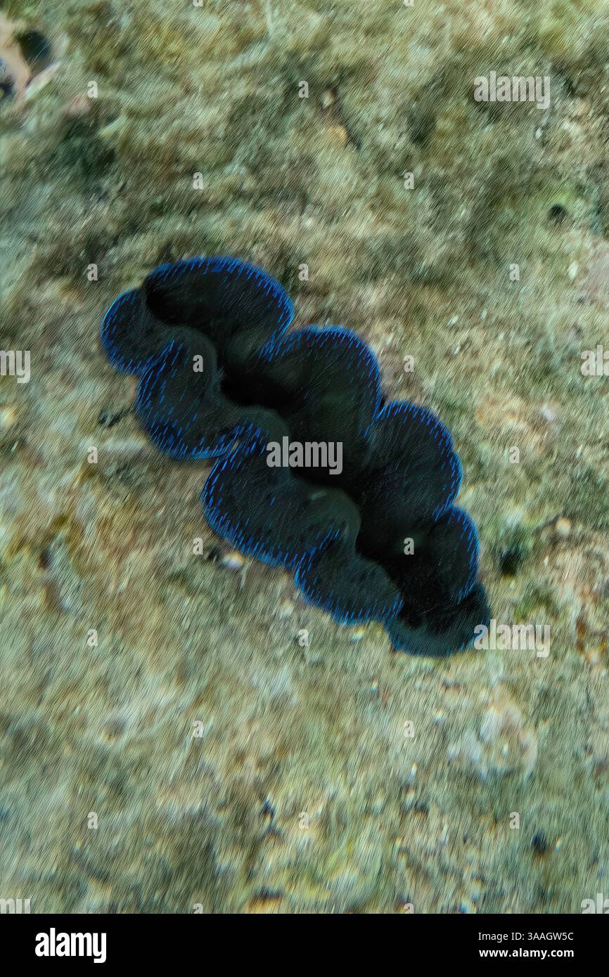 Small Clam on Coral Reef, Pulau Jefman, West Papua, Indonesia Stock ...