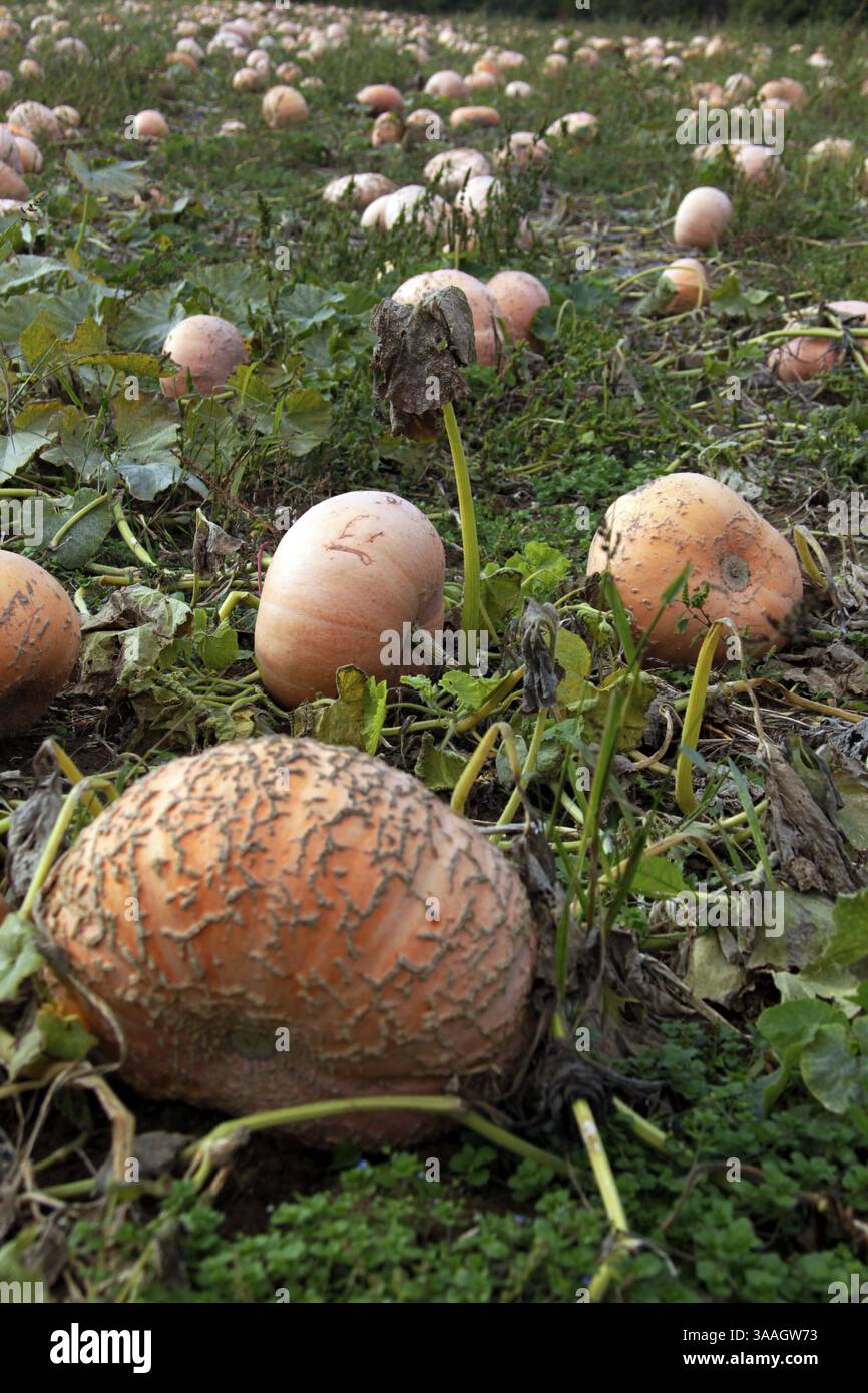 Pumpkin patch pumpkins in hi-res stock photography and images - Alamy