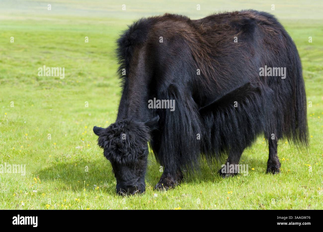 Solitary black yak grazing at green pasture Stock Photo - Alamy