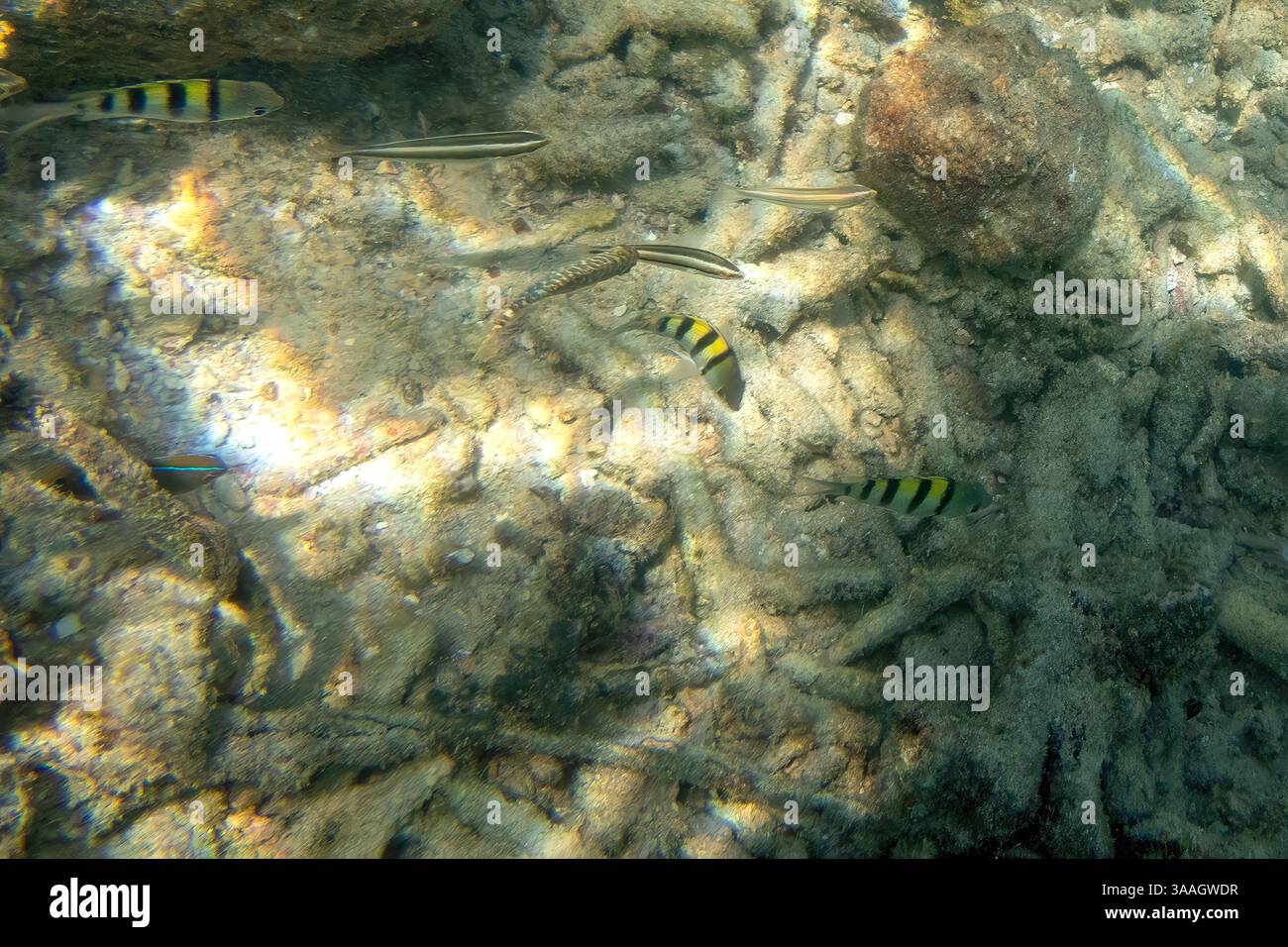 Tropical Fish on Coral Reef, Pulau Jefman, West Papua, Indonesia Stock ...