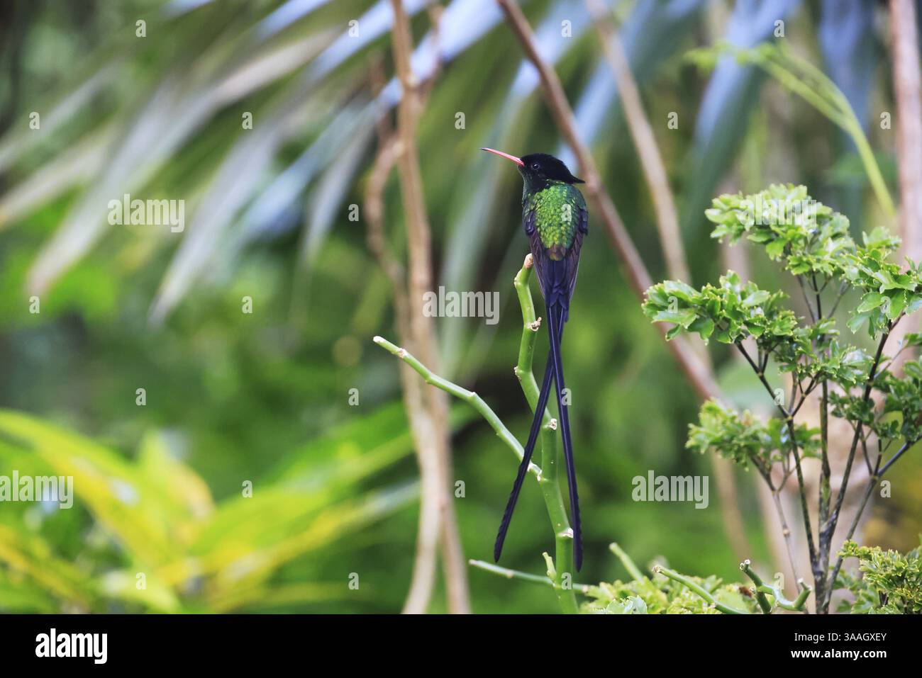 A Doctor Bird or Pennant-tail (Trochilus polytmus), Hummingbird ...