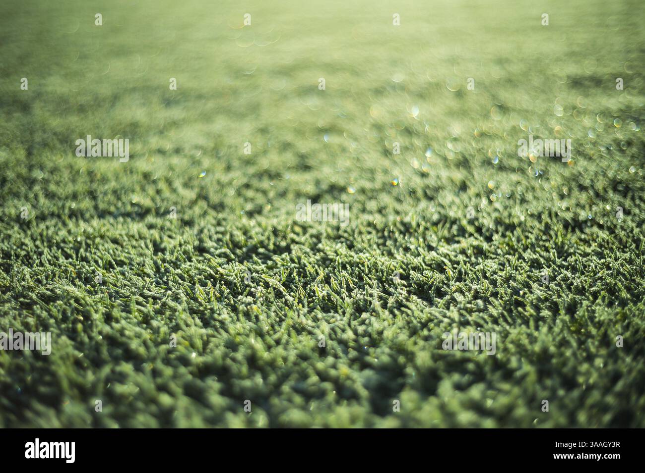 Frozen grass on the football pitch Stock Photo - Alamy