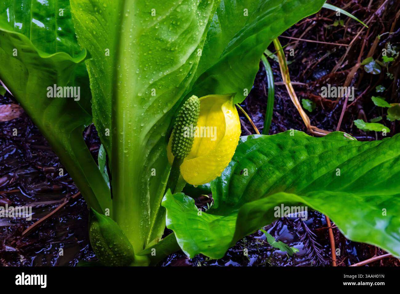 Yellow Skunk Cabbage, Lysichiton americanus, in wetland along Howland ...