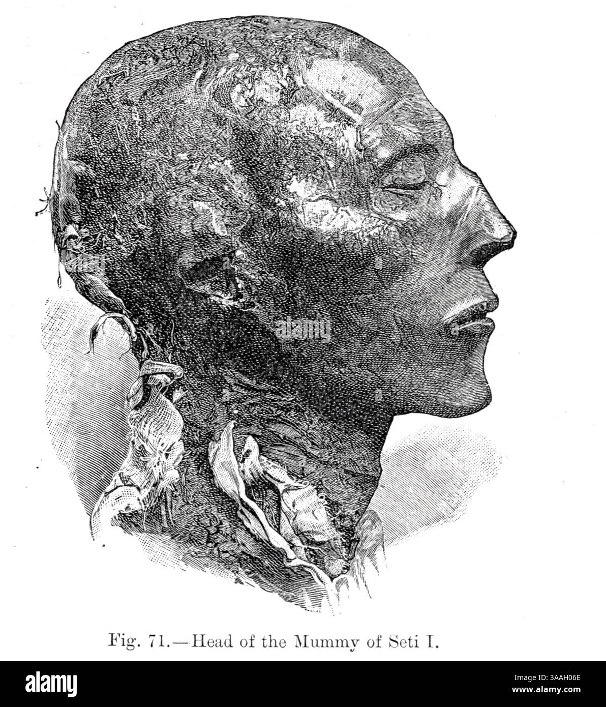 Mummy of seti ii hi-res stock photography and images - Alamy