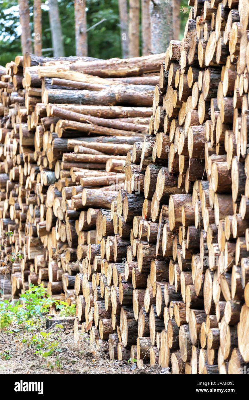 Pieces of wood after felling in a forest Stock Photo - Alamy