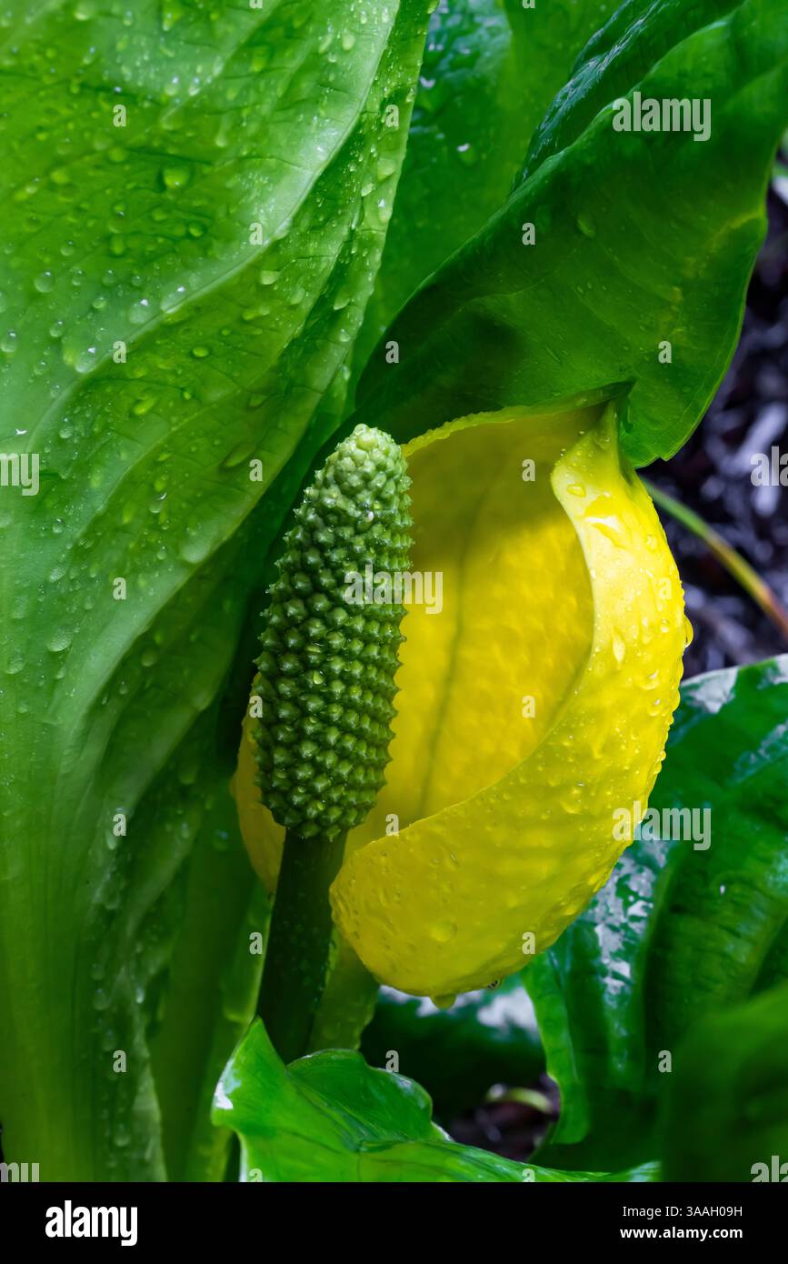 Yellow Skunk Cabbage, Lysichiton americanus, in wetland along Howland ...