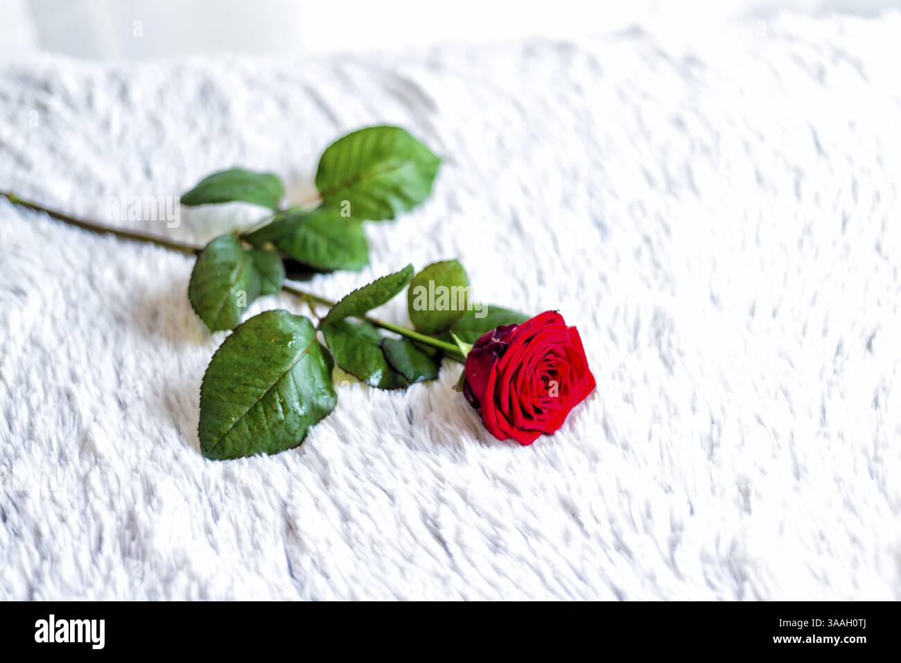 Red rose lying on a bed on Valentine's Day Stock Photo - Alamy