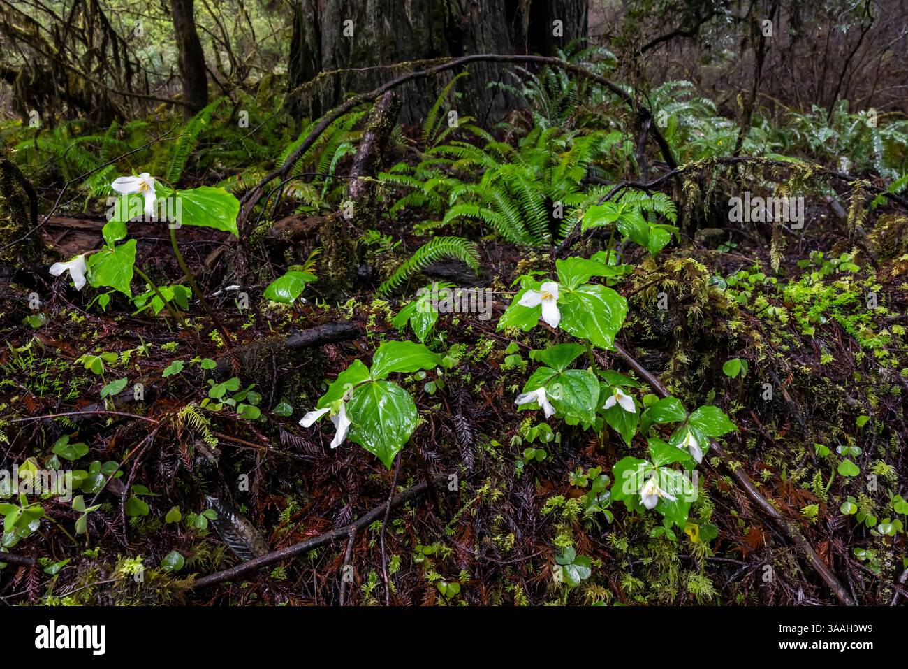Pacific Trillium, Trillium ovatum, along Howland Hill Road in Jedediah ...