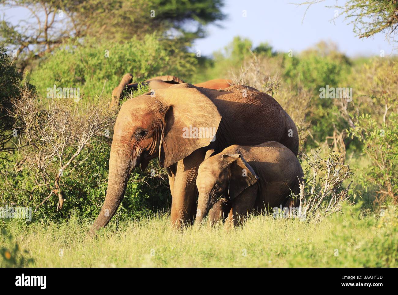 Elephants with red skin because of dust in Tsavo East National Park ...