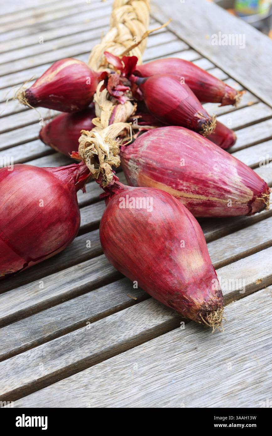 A bunch of Italian red tropea onions Stock Photo - Alamy