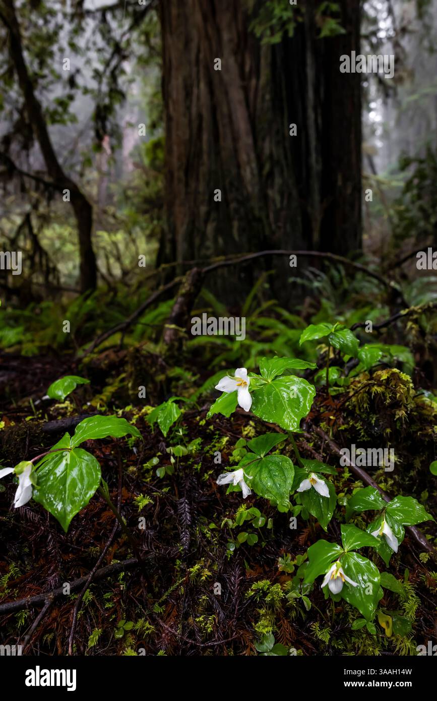 Pacific Trillium, Trillium ovatum, along Howland Hill Road in Jedediah ...