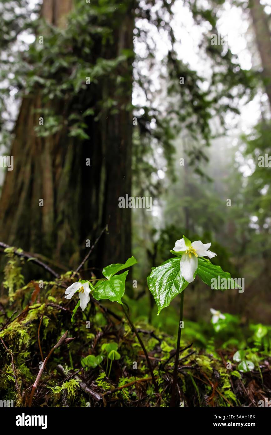 Pacific Trillium, Trillium ovatum, along Howland Hill Road in Jedediah ...