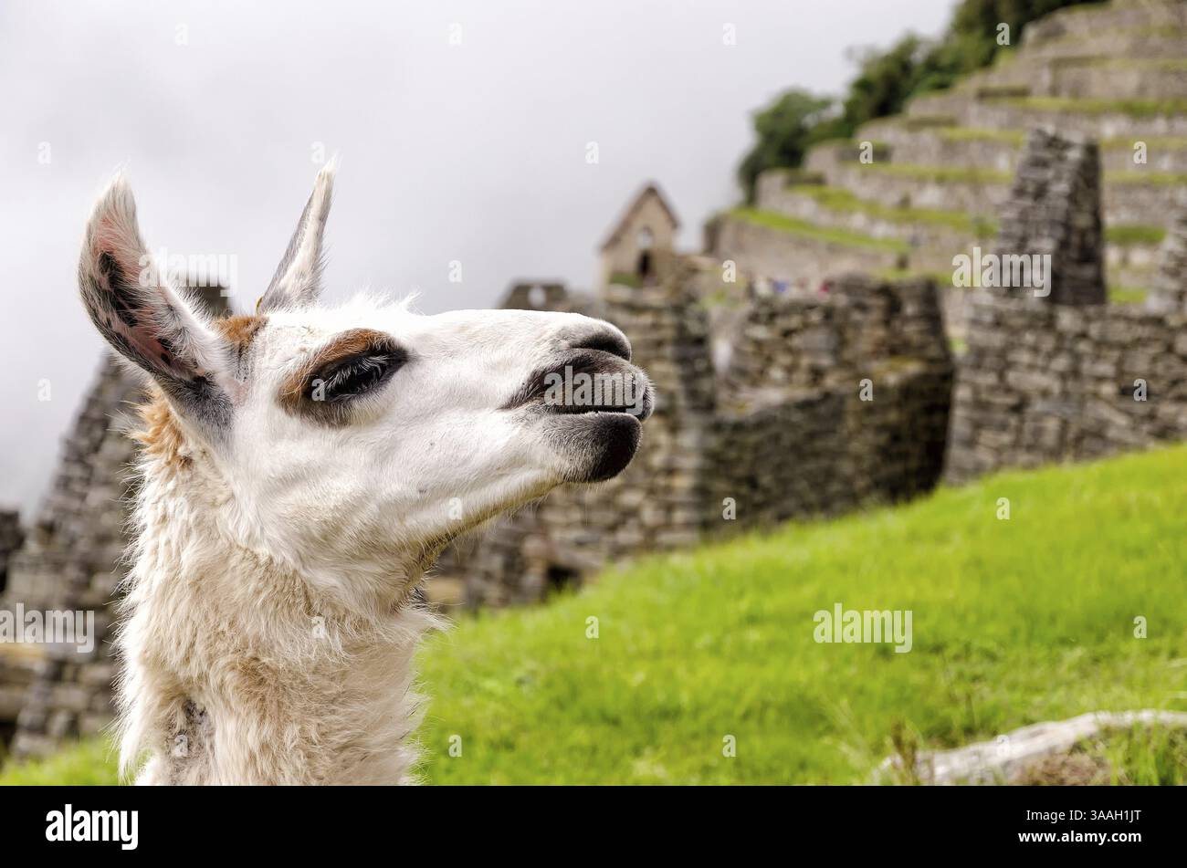 Llama mountainous environment hi-res stock photography and images - Alamy