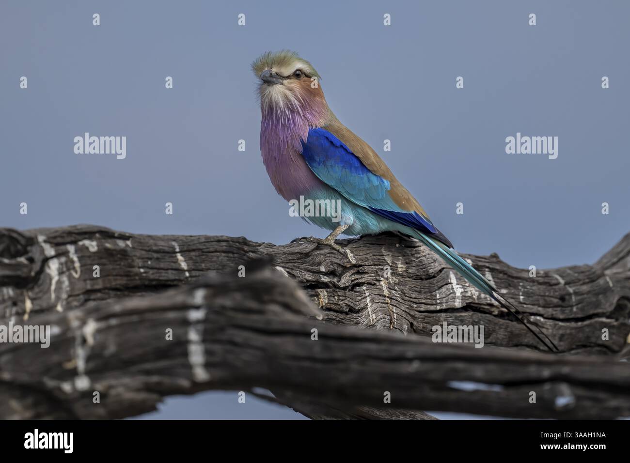 Fork-tailed Roller (Coracias caudata), Moremi Game Reserve, Okavango ...