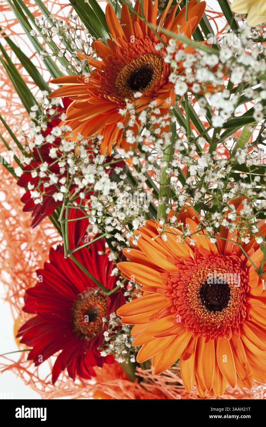 Fresh gerbera flower on white background Stock Photo - Alamy