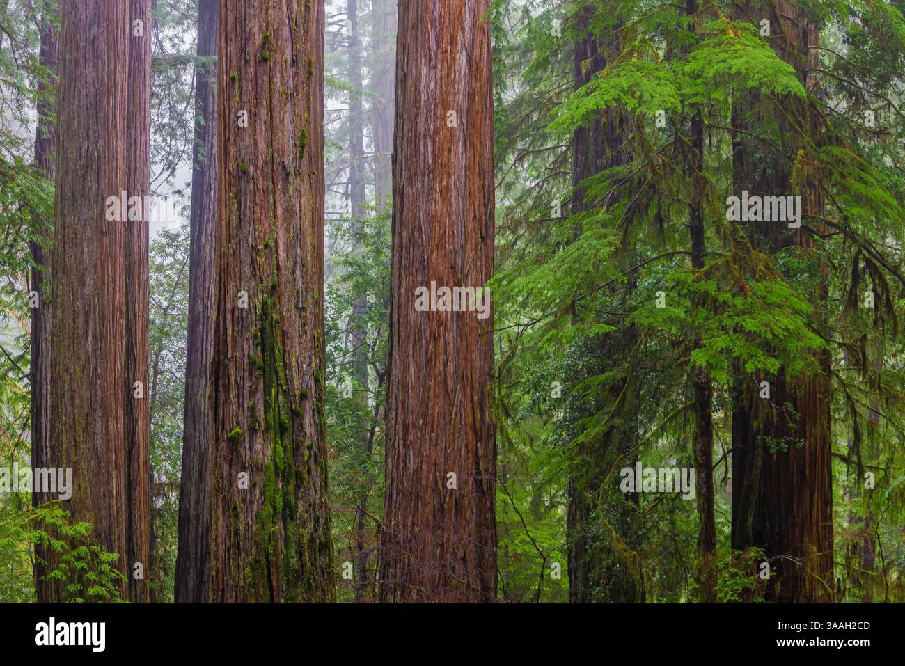 Coast Redwoods, Sequoia sempervirens, along Howland Hill Road in ...