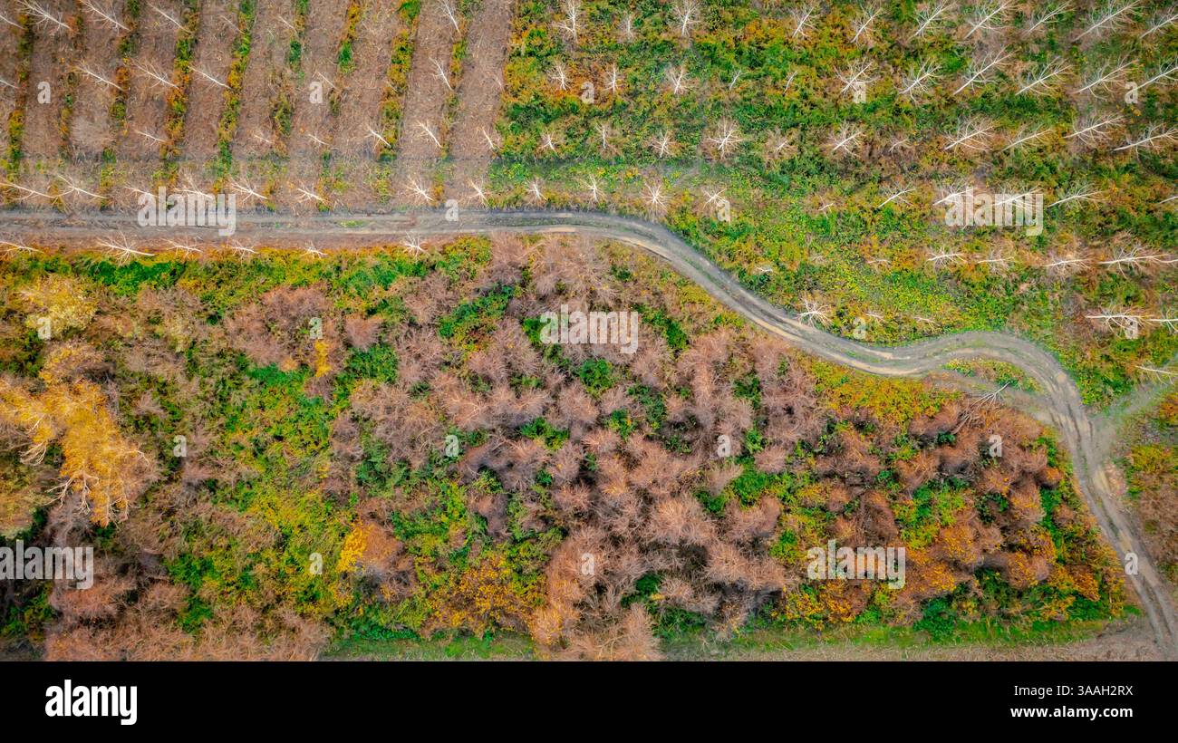 Above top view, curvy, winding muddy ground road passes through rows of ...