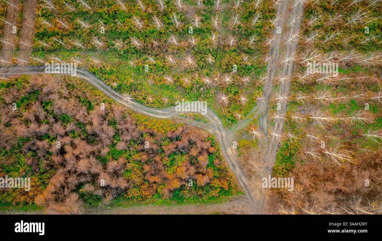 Above top view, curvy, winding muddy ground road passes through rows of ...