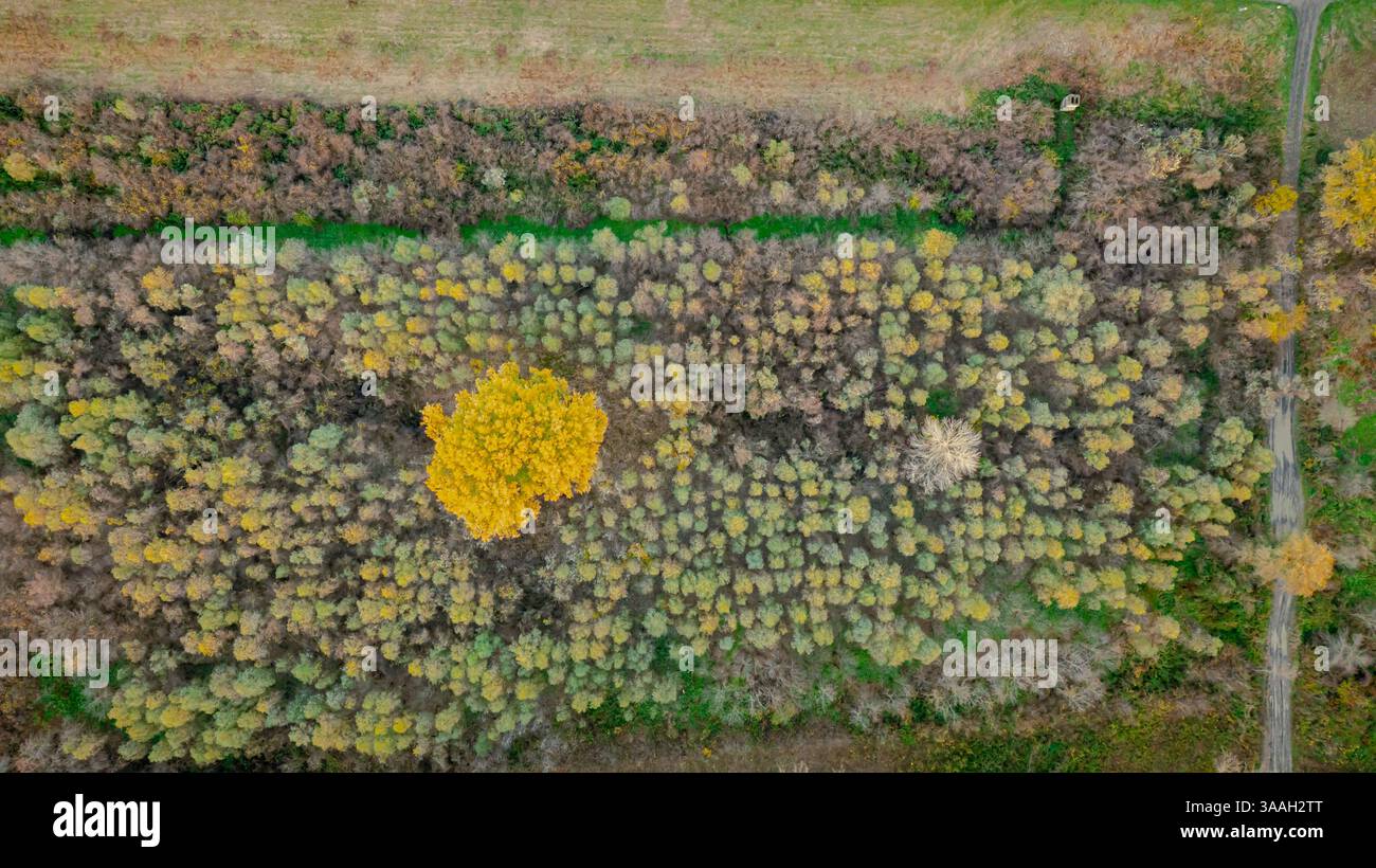Above top view, curvy, winding muddy ground road passes through rows of ...