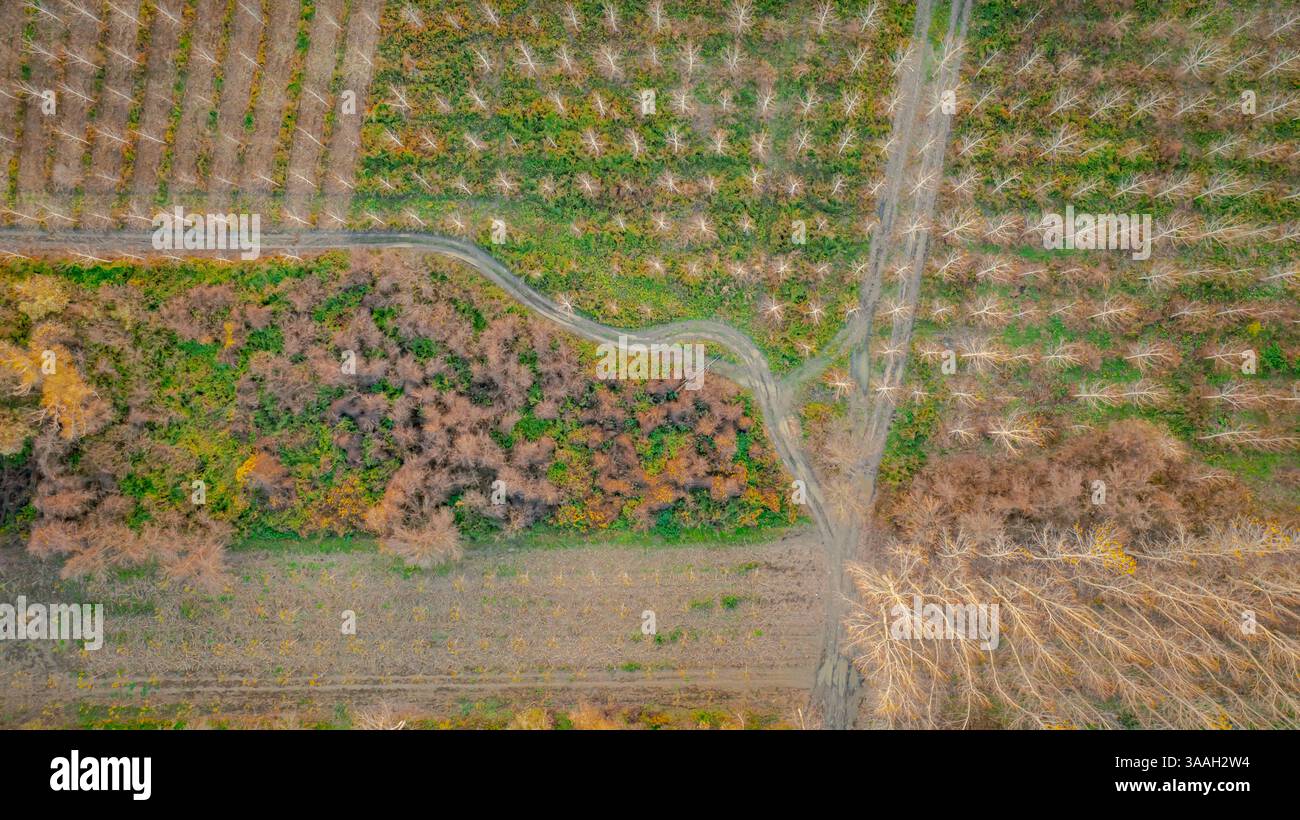 Above top view, curvy, winding muddy ground road passes through rows of ...